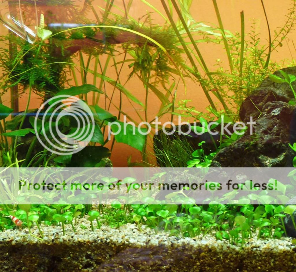 Dafil`s 10g shrimp tank | The Planted Tank Forum