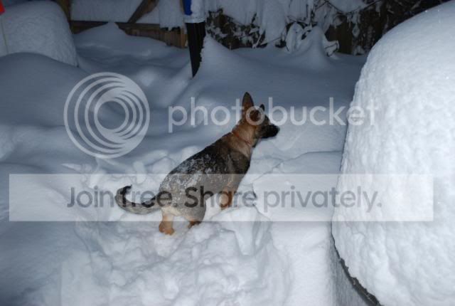 Cullen's Overbite and new Panzer puppy pics | German Shepherds Forum