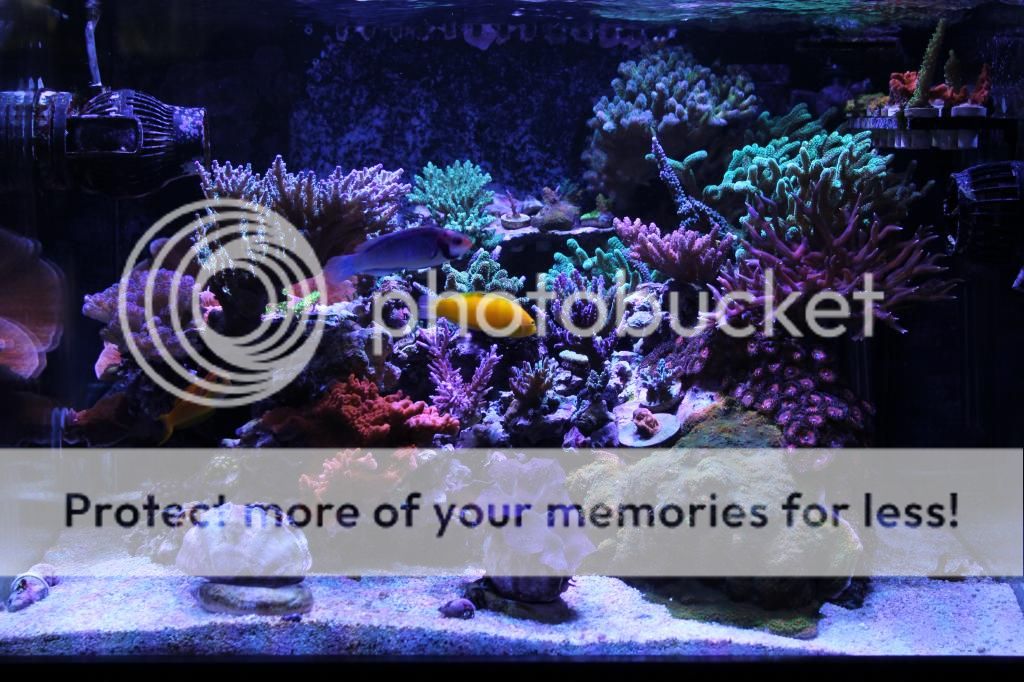 Build Thread - A 40g SPS tank | Reef2Reef